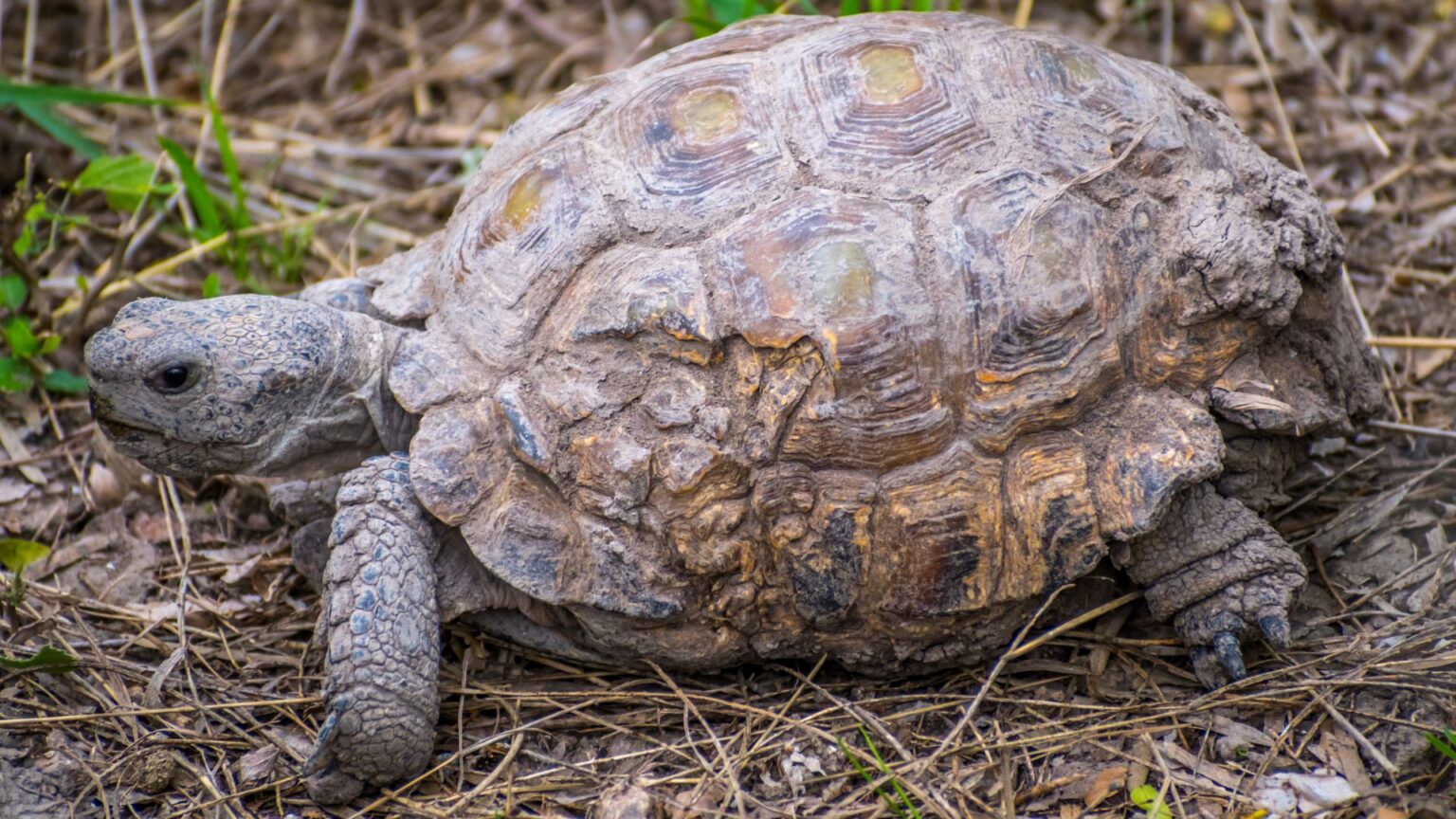 Texas Tortoise Conservation Status