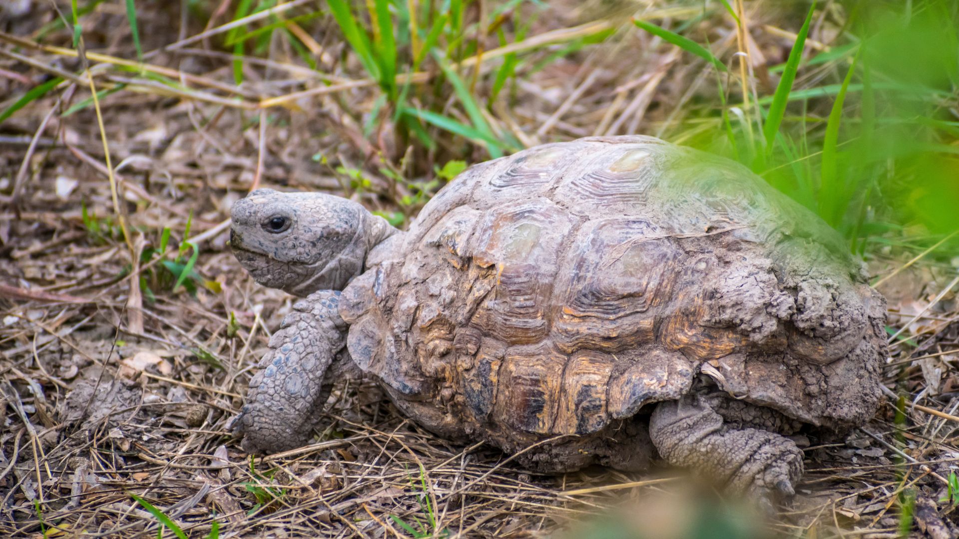 Texas Tortoise Habitat