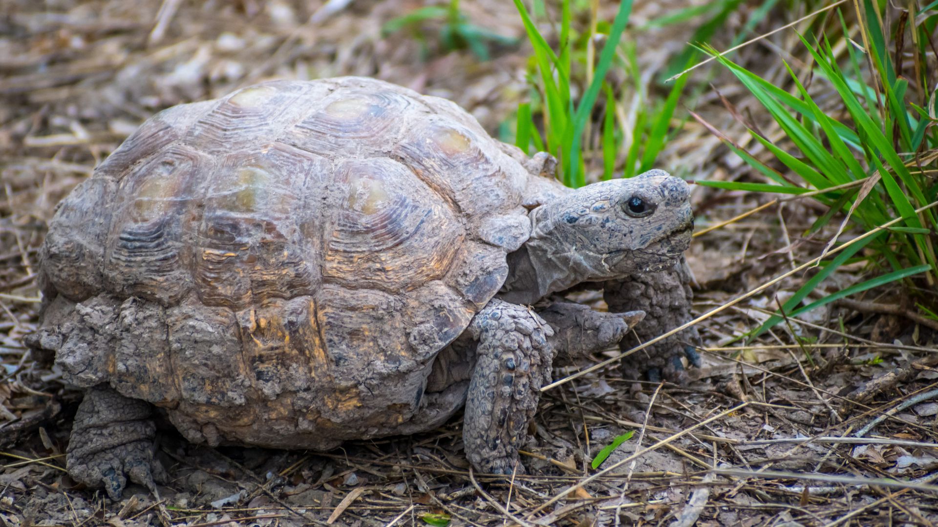 Texas Tortoise Conservation Status