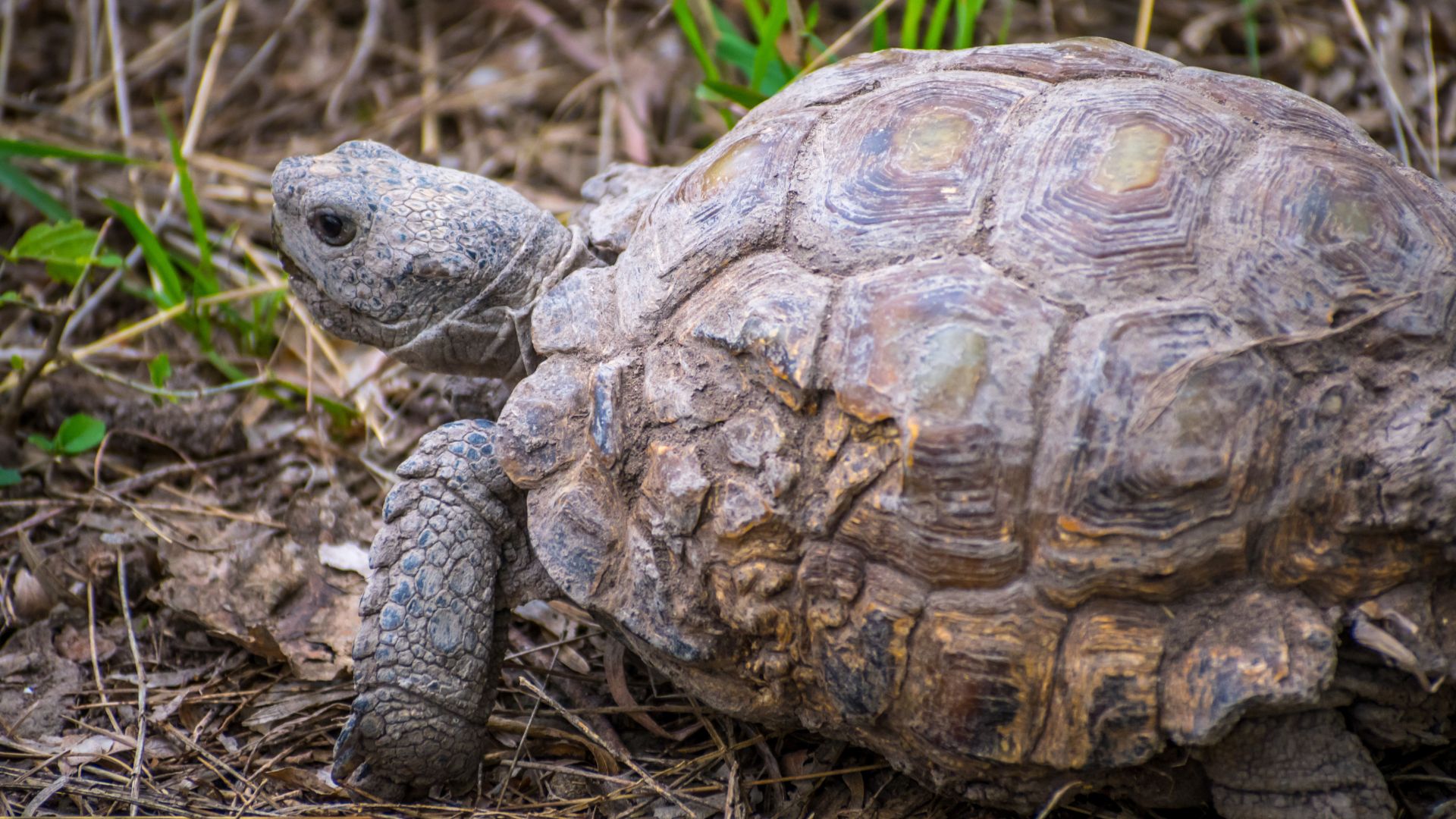 Texas Tortoise Habitat