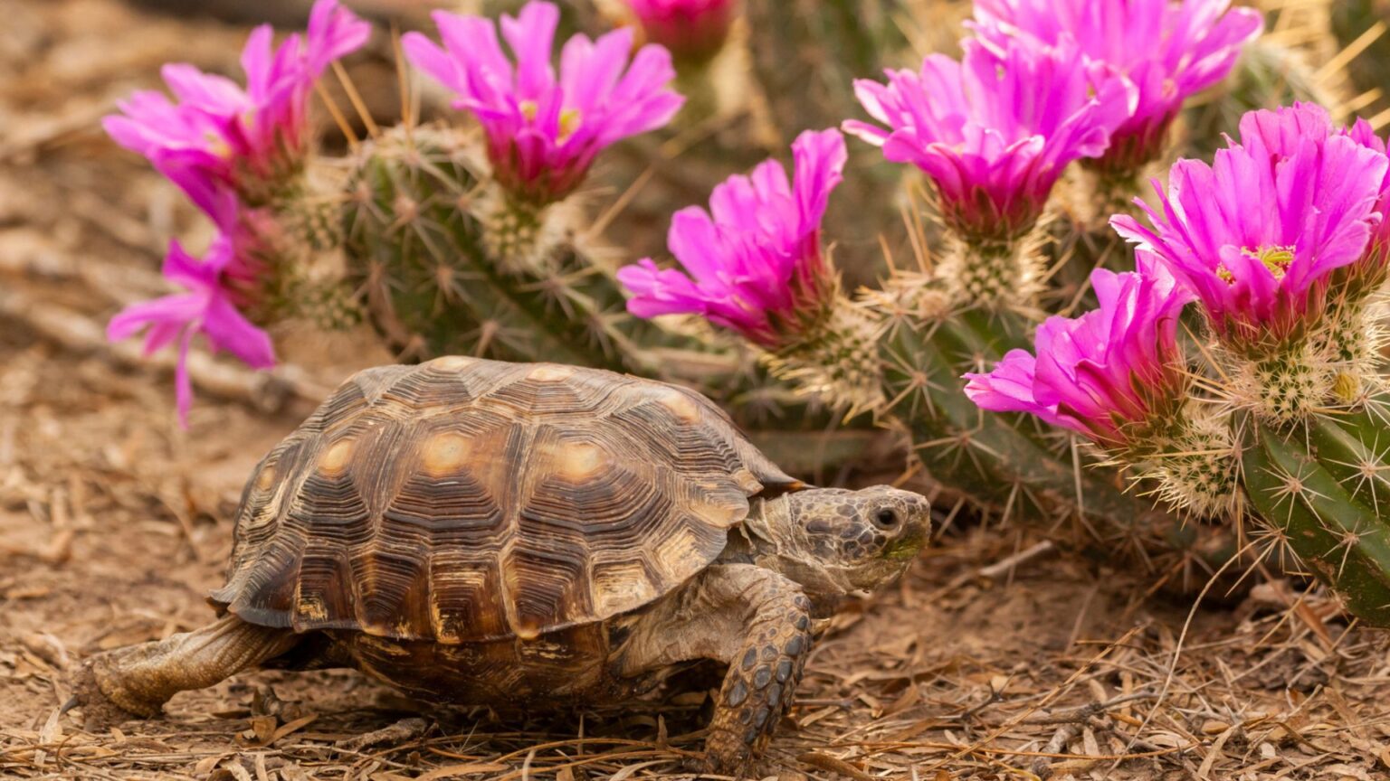 Texas Tortoise Habitat