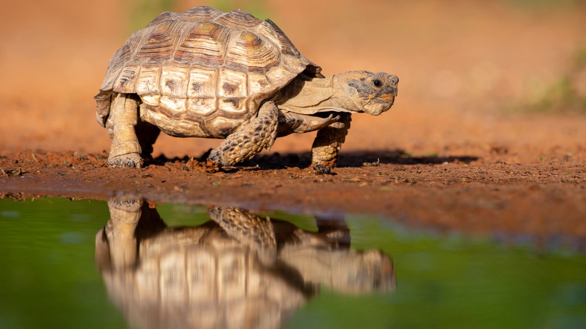 Texas Tortoise Habitat