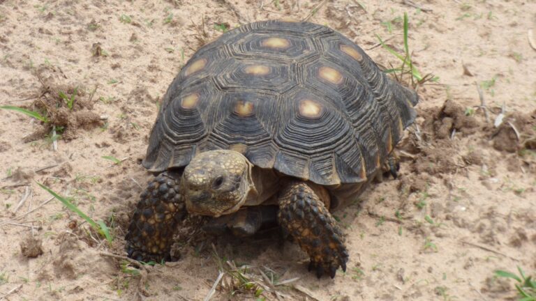 Why the Texas Tortoise Is Not a Pet?