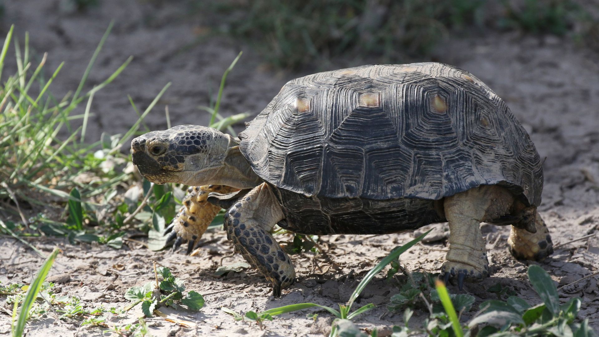 Texas Tortoise Predators