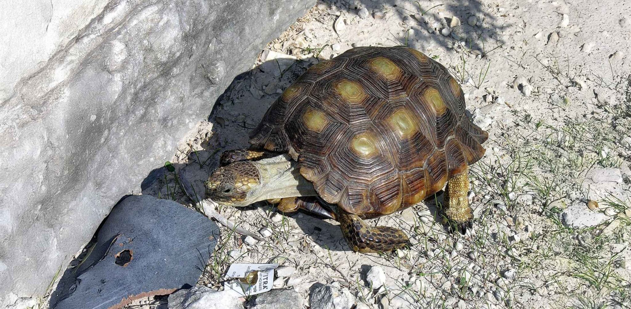 The Fascinating History of the Texas Tortoise