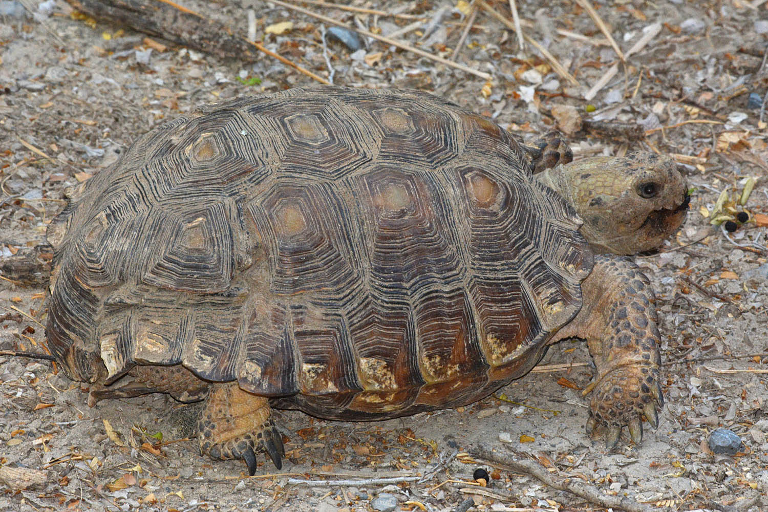 The Characteristics of the Texas Tortoise
